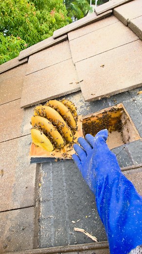 10K views · 191 reactions | CUTE TINY BEEHIVE RESCUE! Just completed...