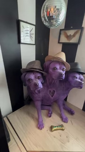 BIG news UPDATE on my old sculpture… #update #Fedoraboys #puggle #sculpture #darkart #sculpt #cerberus #art #dogs #jimmckenzie #sculpting #dogart #fedora #slickboys | Jim McKenzie