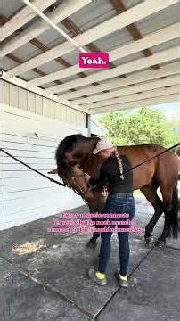 Horse Anatomy while learning massage techniques 💕 #horse #equestrianjourney