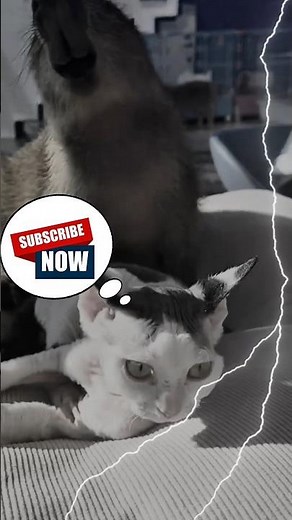 Capybara and Cat Living Together | Adorable Animal Friendship