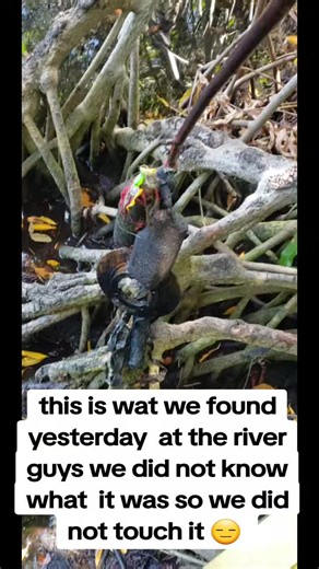 Colorful Fish in a Lush Outdoor Stream