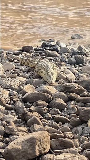 Visit Awash national park #crocodile #birds #nature