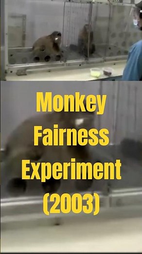 Monkey DEMANDS Equal Pay 🍇💢 (Legendary Fairness Experiment)