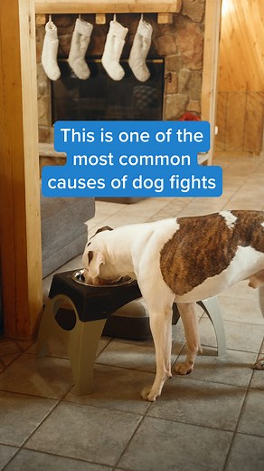 8.1K views · 182 reactions | Dogs take feeding seriously, and...