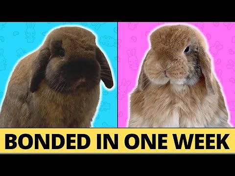 How I Bonded 2 Rabbits in ONE WEEK | Bonding Series Episode 1