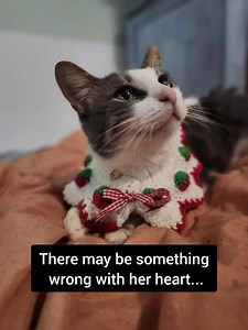 Positive Vibes Needed for Tilt A Whirl! Tilt a Whirl showed up at the shelter several months ago with a head tilt and elevated liver numbers on her bloodwork. The shelter treated her during her stay. Although her liver numbers have gone back into the normal range, her head tilt never resolved. We rescued her and got her to the vet where a heart murmur was noted ( grade 4/6). We also had a proBNP test done to check out her heart, and the results came back very high (1500 where 0-100 is normal). T