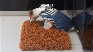 Watch Snufflelicious Snuffling and Slow Eating Rug on Amazon Live