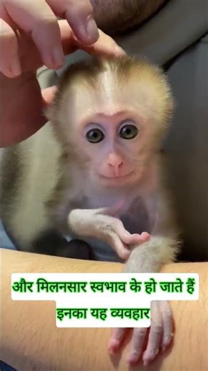 sweet bandir chhote mote