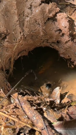 Outdoor eel fishing. Eel’s tentative eating in winter. Real outdoors. The fun of eel fishing. Tips