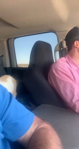 Animal Transporter Adventures Across the Country