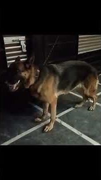 My Dog Has Cancer: What Do I Need to Know? Canine Transmissible Venereal Tumor |TVT in dogs