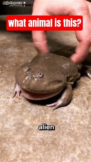 This Cute Animal Looks Like an Alien