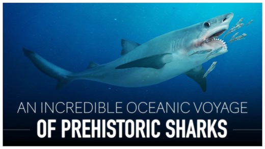 The Lost Titans of the Deep: A Complete History of Prehistoric Sharks