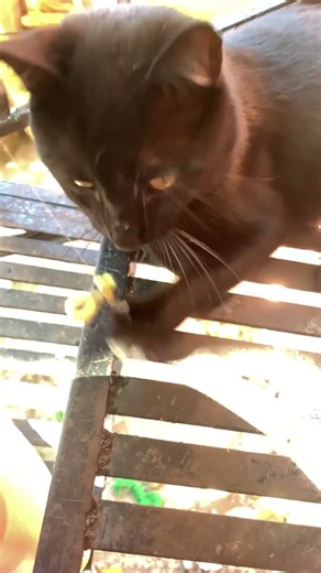 #cat #smitten 😸👍🏻