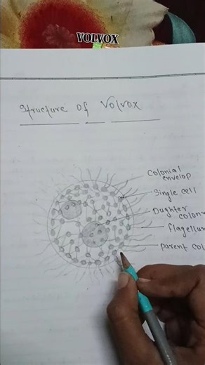 #Structure of Volvox #Diagram VIDEO #youtube