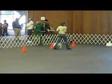 Perfect Score at AKC Rally Novice Trial