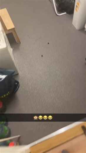 TW! Came home to all of this the other day 🙈🤣 poop all over Nala, the floor and our bed 🤦🏼‍♀️. #cat #catsoftiktok #fyp #fypシ #foryou #foryoupage #nalathebambino #sphynx #doglover #dog #dogsofinstagram #dogsoftiktok #huskies #husky #huskyandbaby #huskylife #huskylovers #dogloversusa #animals #animallover #pet #petlovers #love #animalsofinstagram #usareels #usa #funnyvideos #funnyreels #funny #viralreelschallenge #viralchallenge #fypchallenge #fypviralシ #foryoupagereels #facebookreelsviral #pe