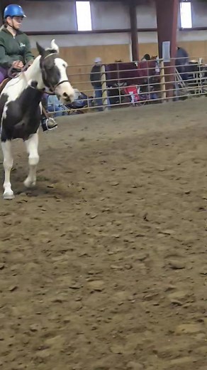 Some jumping rounds @roweandmeadow and Prairie Rose Arena Snowflake Series #3 | Elvis the Pony | Facebook