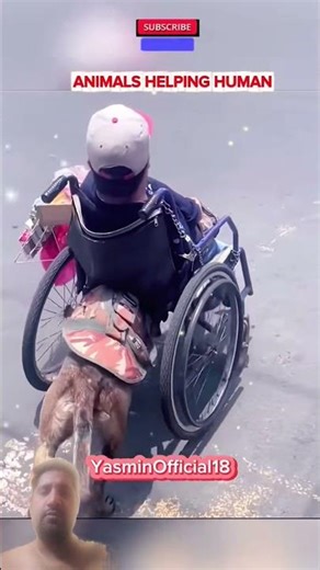 Smart Pets That Shocked Their Owners 😲🐕🐈" #petshub