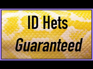 Identify Hets in Ball Pythons - Lavender Albino, Ultramel, and more!