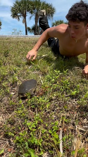 AA. on Instagram: "Juvenile Florida Softshell hiked up in Florida, I genuinely was surprised how fast this turtle moved. . . . #Reptiles #animals #herping #funny #speed #herpetology #florida"