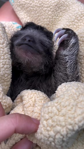 2.2K views · 121 reactions | Have you ever seen a baby sloth? 凉殺殮  @slothconservation #slothconservation #slothrescue #babysloth #tnf #nature #wildlife #naturegram #wildlifeconservation #natureshots #wildlifephotography #naturephotography | The Nature Foundation | Facebook