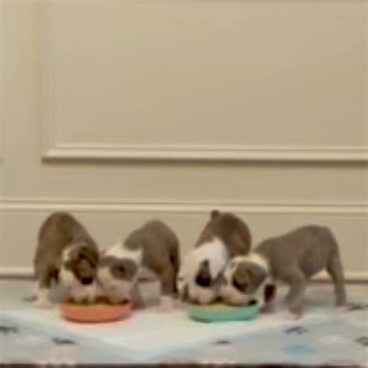 🎉❤️🎷 THEY ARE WEANED! 🎷❤️🎉 Our jazz litter, Patsy Cline, Norah Jones, Lena Horne and Nina Simone, has officially graduated from bottles to The Farmer's Dog, and they couldn’t be happier about it. These little foodies are now fully weaned and polishing off their plates like pros. Watching them dive into their bowls with tails wagging and faces covered in fresh food is the best kind of milestone. They’re growing stronger, more playful, and more independent every day… and now that they’re eatin