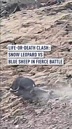 Life-or-Death Clash: Snow leopard vs blue sheep in fierce battle
