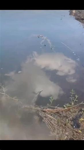 Moonlight Industries on Instagram: "Turtle Power. Turt Reich, even."