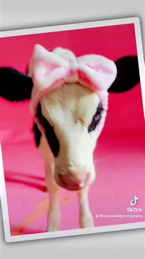 2.2K views · 45 reactions | Model call photoshoot with my niece so I called and made her model 藍藍#farmanimals #silkie #holstein #minipony #photographer #texas #studiosessions #christmasshoots #animalphotoshoot | Kristi Bracewell Photography, Texas | Facebook