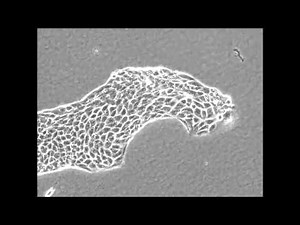 Scientific Reports : Leader cells regulate collective cell migration via Rac activation...