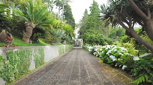 Road, Pathway, Plants. Free Stock Video