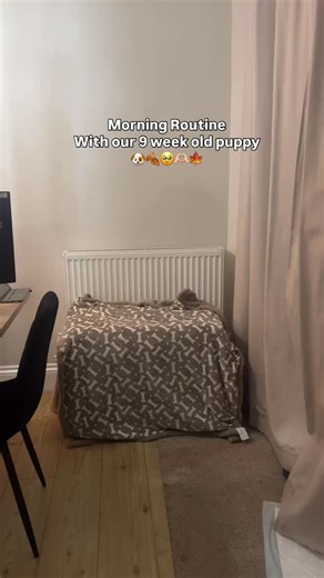 Morning vlog with our 9 week old Cockapoo puppy, Kobe 🐶 The last 3 nights we have managed to get Kobe down at half 9 and he sleeps right through to half 5/ 6, which after the first few nights I never though would happen 👏🏻 He is still having a few accidents inside so we are slowly getting there with that ✨ But he is just so cute so can never be mad for too long 🥹 #puppyroutine #puppyvlog #morningvlog #morningroutines #puppymorning #cratetraining #puppycrate | Sydney Window