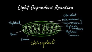 Light Dependent Reaction