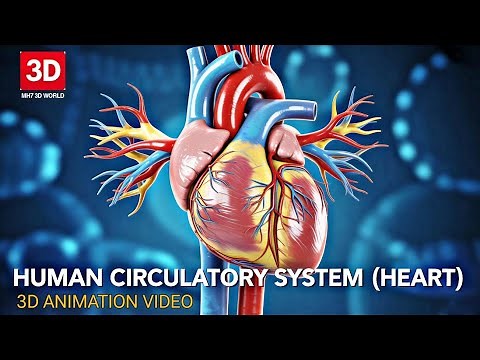 𝟯𝗗 𝗛𝘂𝗺𝗮𝗻 𝗖𝗶𝗿𝗰𝘂𝗹𝗮𝘁𝗼𝗿𝘆 𝗦𝘆𝘀𝘁𝗲𝗺 | 3D ANIMATION VIDEO (ENGLISH)