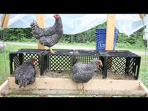 Layers Should Be Laying Soon!!!