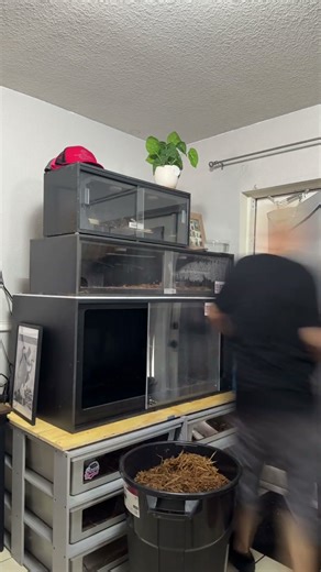 Substrate change for my Carpet Python. #timelapse #petsnake #reptiles #carpetpython #chores