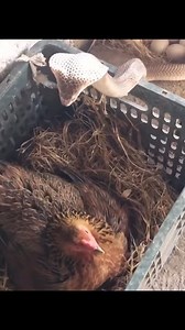 Casper Wyoming reader, Mike Ocksmicro sent in this video of one of the escaped cobras trying to get his chicken | Casper Planet