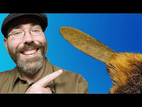 Let's Tan a Beaver Tail! Lessons in Nature's Classroom Part 1