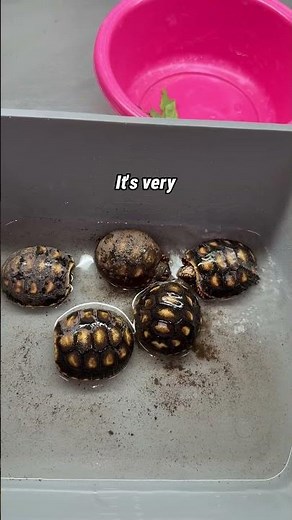 Baby Redfoot Tortoise Enclosure