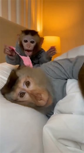 Naughty Monkey Prank Ends in Screams as the prank shocks #prank #monkey #shorts