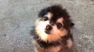 Fox Mulder is ready for his new home! And has learned a new trick for his new family: how to shake...or is it wave? #thehomeisoutthere Learn more about him here: http://www.petango.com/Adopt/Dog-Pomeranian-Mix-30961192 | Sacramento SPCA