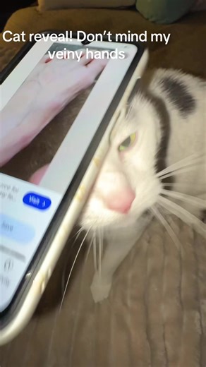 Whoops! #cat #animal #meow #hand #veiny