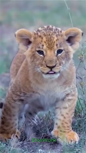 Animal Transformation EXPOSED I Tried It For 30 Days #cute #animalevolution #funny