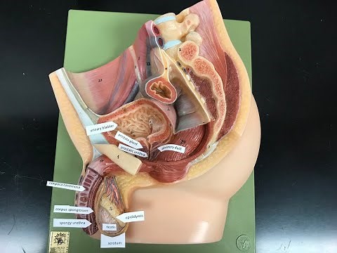 CCC Online Biology Lab - male reproductive system model labeled and unlabeled.