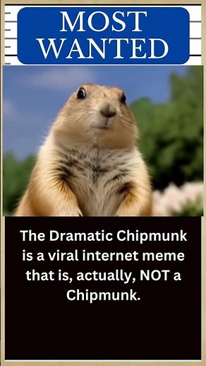 PRAIRIE DOG Hall of Fame: Meet DRAMATIC CHIPMUNK, the funny viral Meme 🐿️