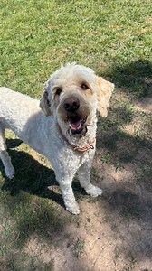 No Archie’s were harmed in the making of this video!! Archie got up straight away awake and ready to chase after the dogs that knocked him over!! #dogs #dogsofinstagram #dogstagram #dogslife #dog #puppies #puppiesofinstagram #puppylove #puppy #k9andcoadventurecamp #k9andco #doggydaycare #doggydaycamp #adventurecamp #dogsofig #dogsofcanberra #dogsofcanberra🐾 #canberra #canberradogs | K9 and Co Adventure Camp
