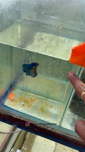 ￼ Breeding time #fish #shorts #turtle #pets