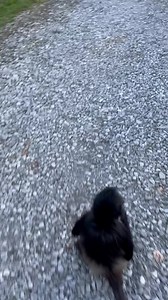 For all of our new followers welcome to our family!! Several always ask how we get them to come inside. We simple say “let’s go” when we are ready. The rest you can watch for yourself. Good kiddos💜🐒🐒🐒🐒#monkey #theylisten #listen #goodkids #good #goodbabies #sogood #enjoytheday #goodtimes #bigfun #cute #free #freedom #outside #sunshine #play #wednesdaymotivation #Wednesday #humpday | Our Life Adventures