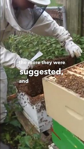 Beekeeping 101: A Beginner's Guide to Getting Started #beekeeping